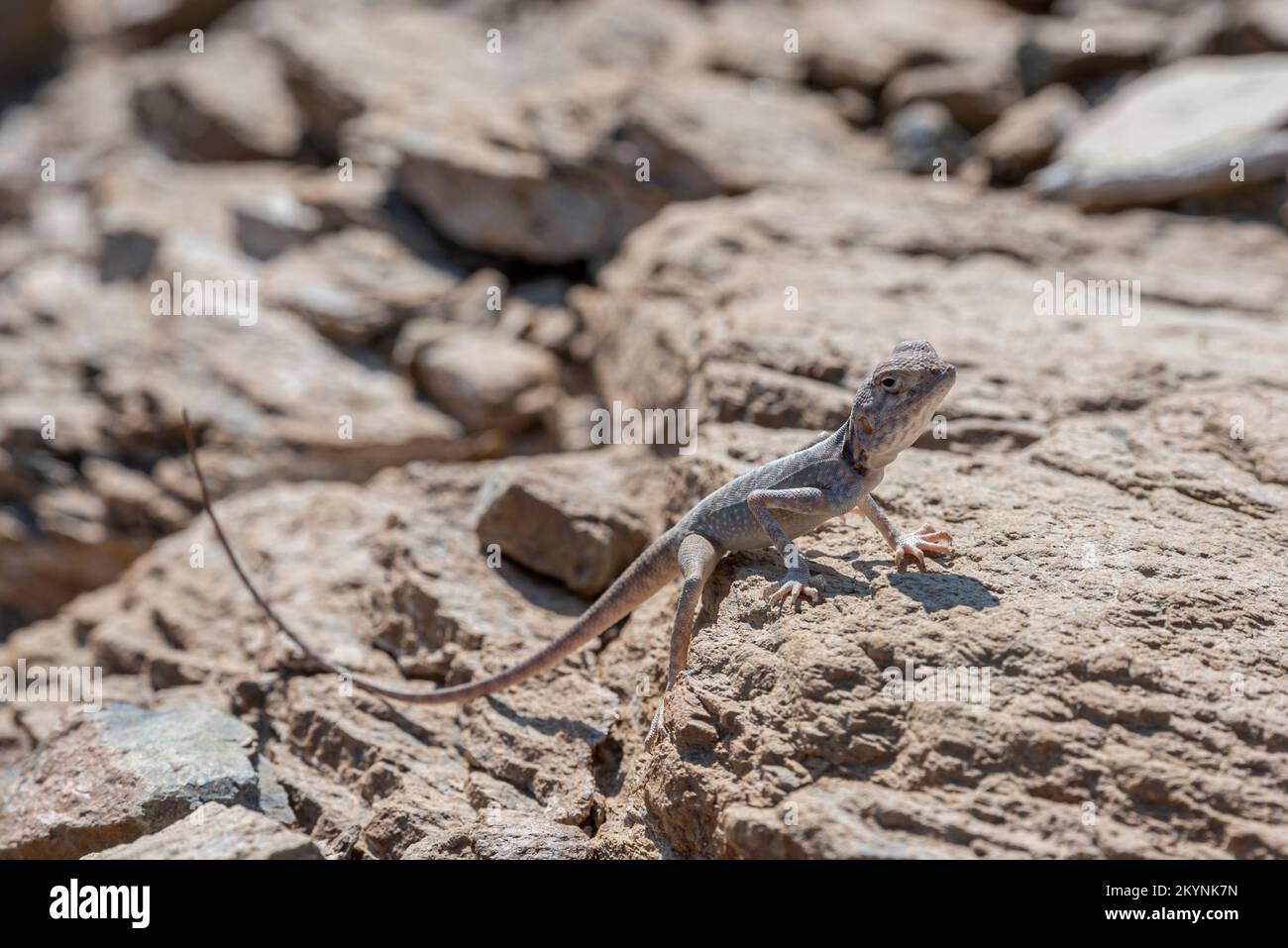 Lizard in his rocky habitat of the Hajar Mountains of the United Arab ...