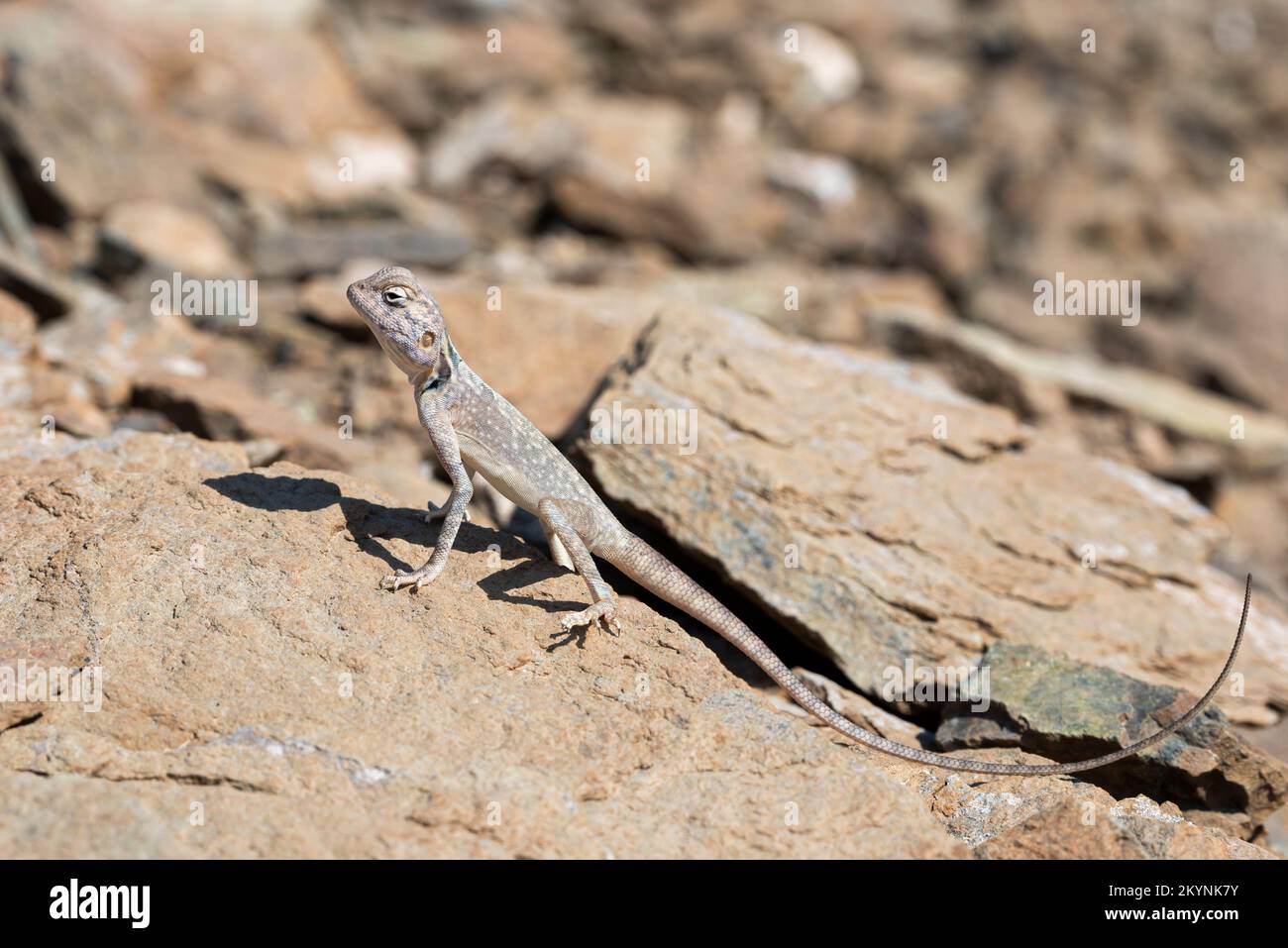 Lizard in his rocky habitat of the Hajar Mountains of the United Arab ...