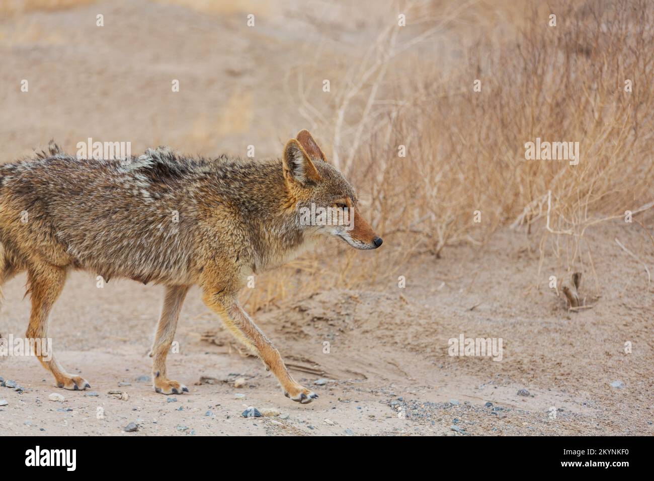 coyote closeup in the desert Stock Photo - Alamy