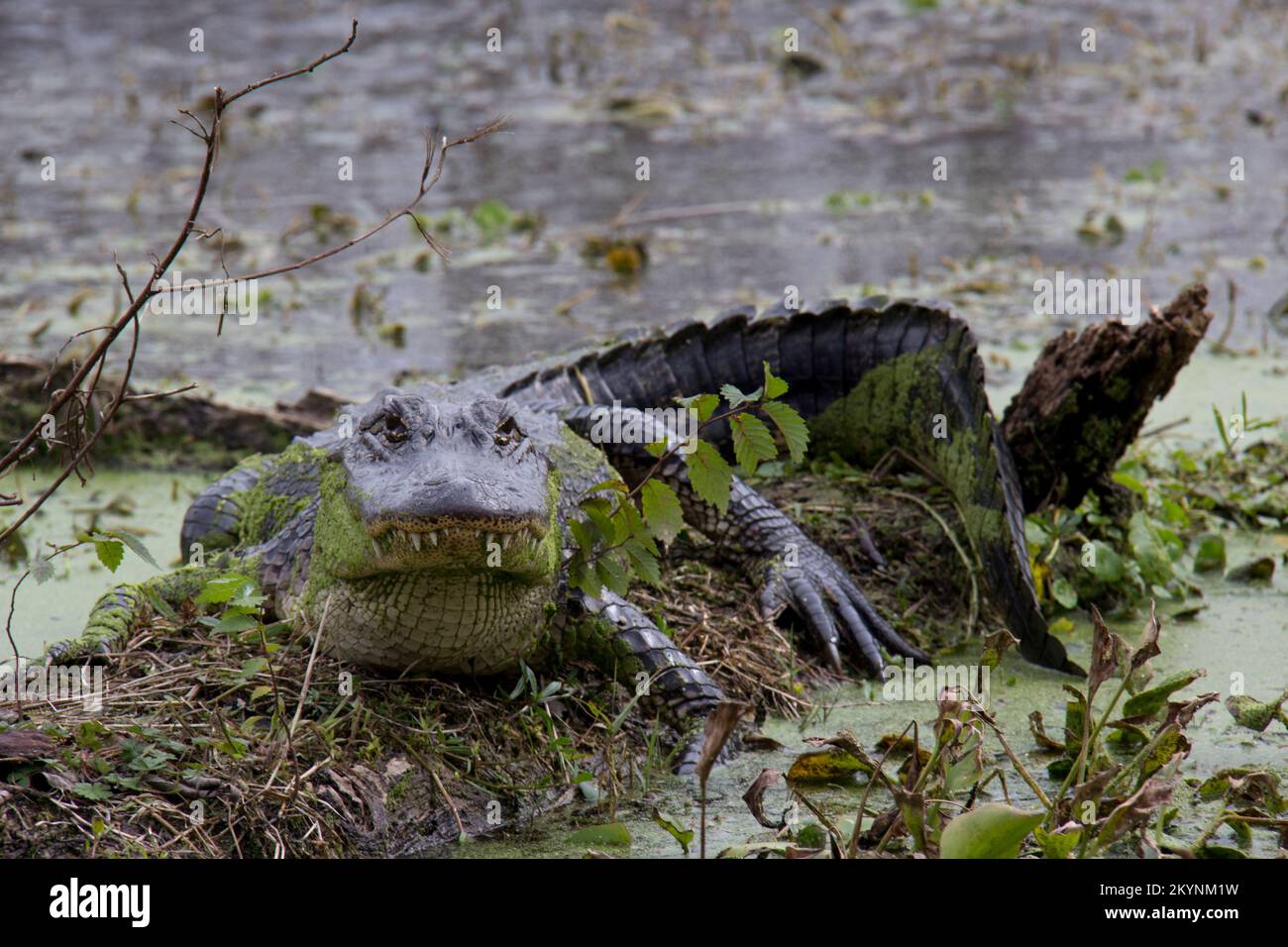 Scenes from Brazos Bend State Park in Texas Stock Photo - Alamy
