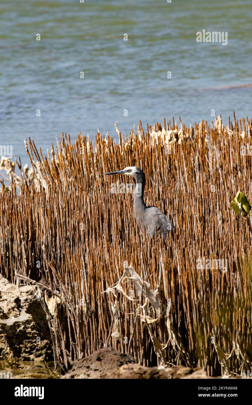 Alert White faced Heron in reeds and water landscape of Mangrove ...