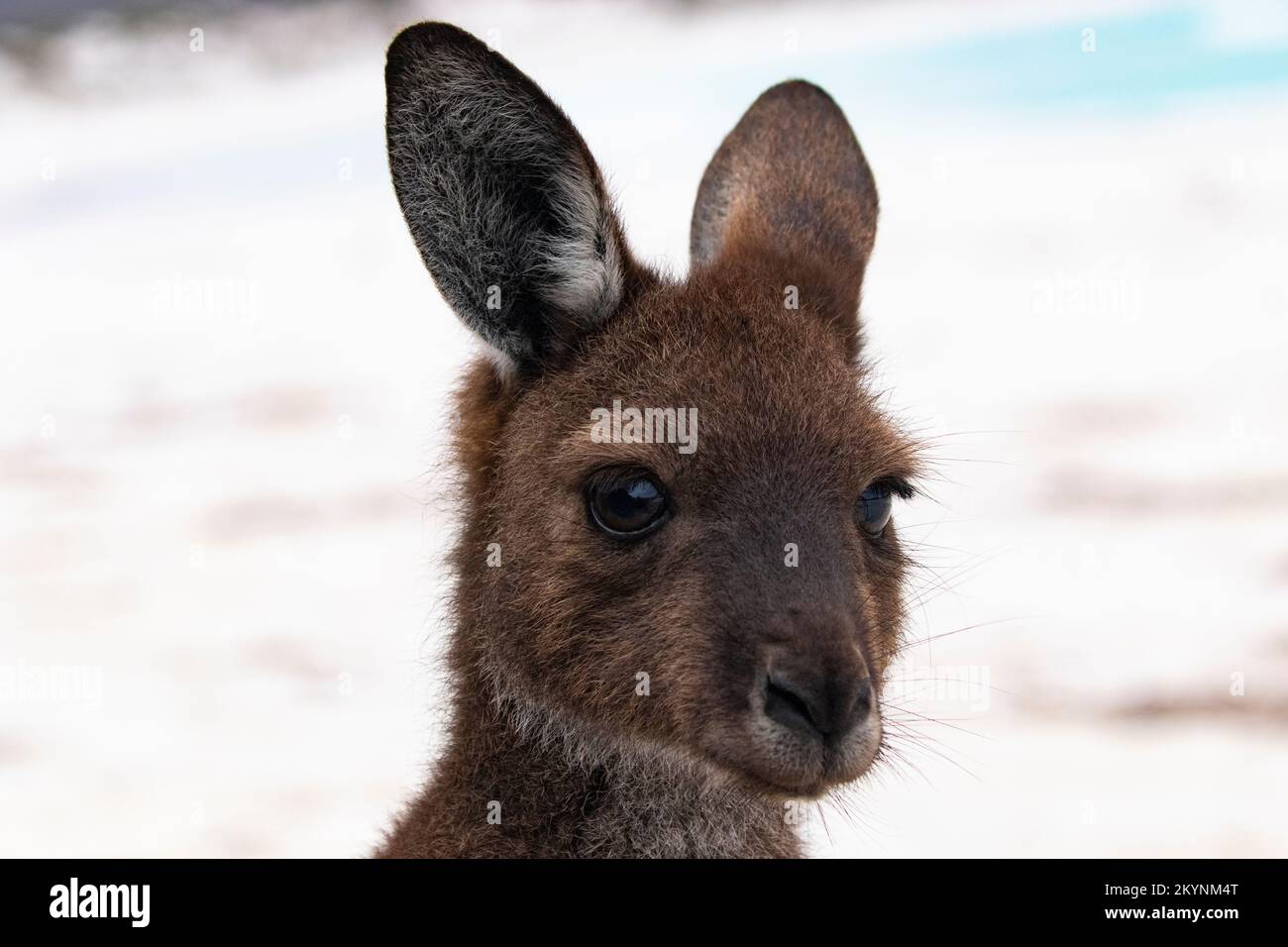 Close up kangaroo head portrait at Lucky Bay in Western Australia ...