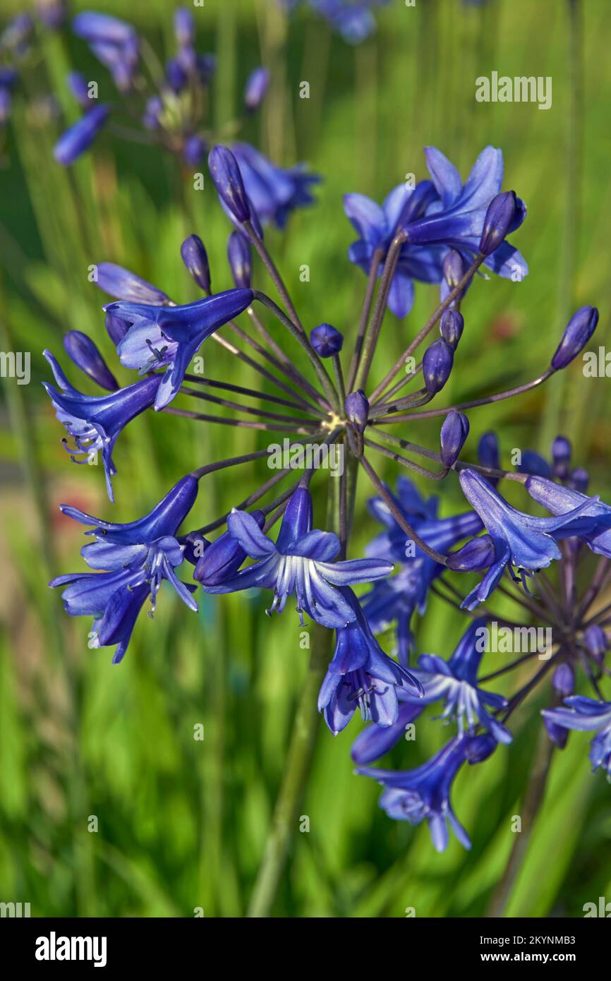 Blue Agapanthus flowers Stock Photo - Alamy