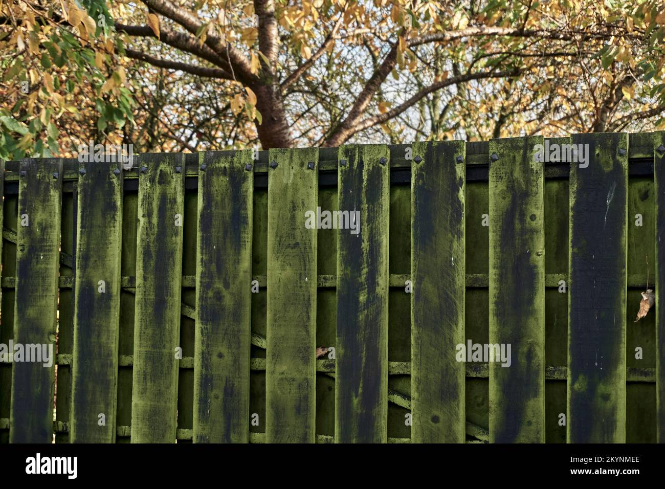 Trees wooden fence hi-res stock photography and images - Alamy