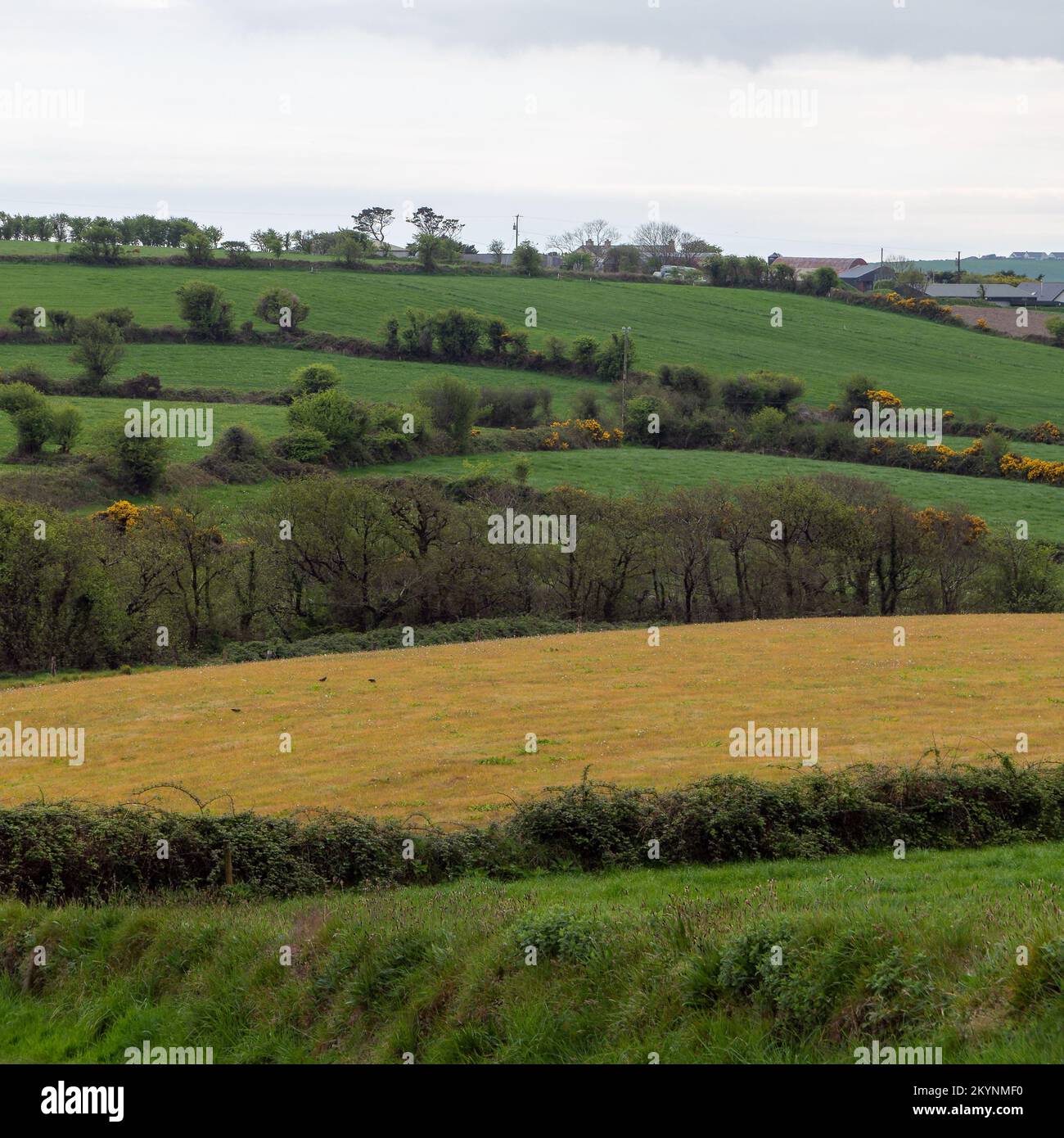 Picturesque fields of Ireland on a spring day. Beautiful Irish ...