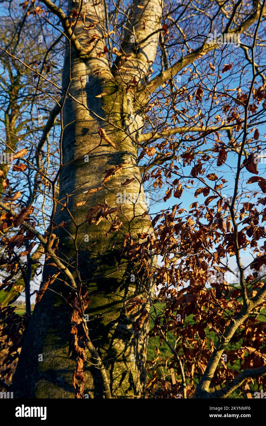 Fagus sylvatica Beech tree and leaves in autumn Stock Photo - Alamy