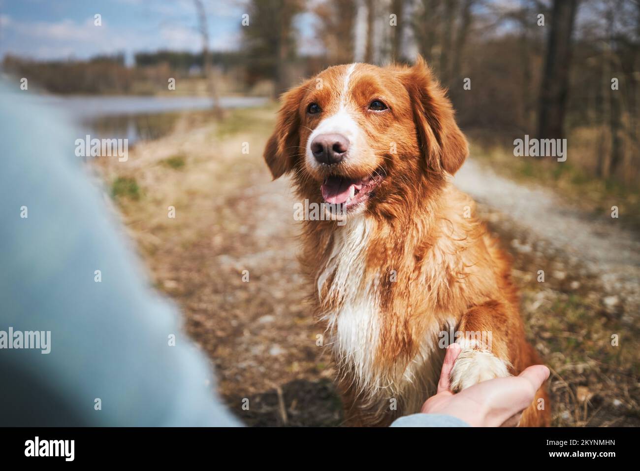 Friendship between man and dog. Cute Nova Scotia Duck Tolling Retriever ...