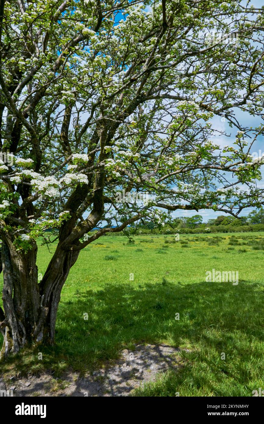 Hawthorn tree thorn hi-res stock photography and images - Alamy