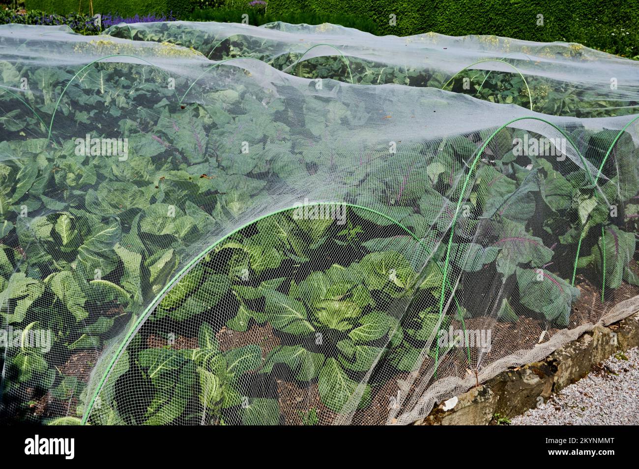 Butterfly netting on hoops over cabbages in a vegetable garden Stock ...