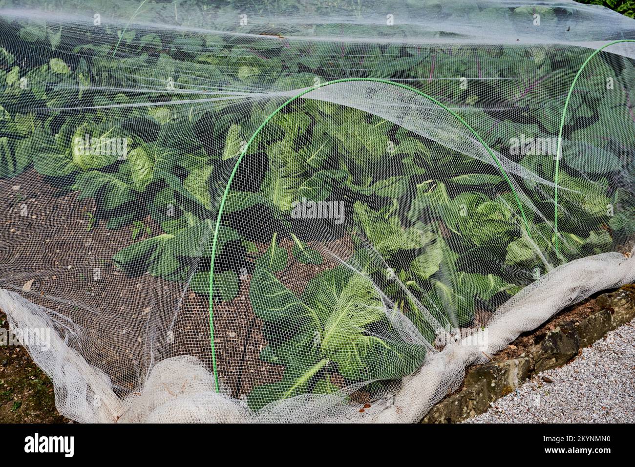 Butterfly netting on hoops over cabbages in a vegetable garden Stock ...