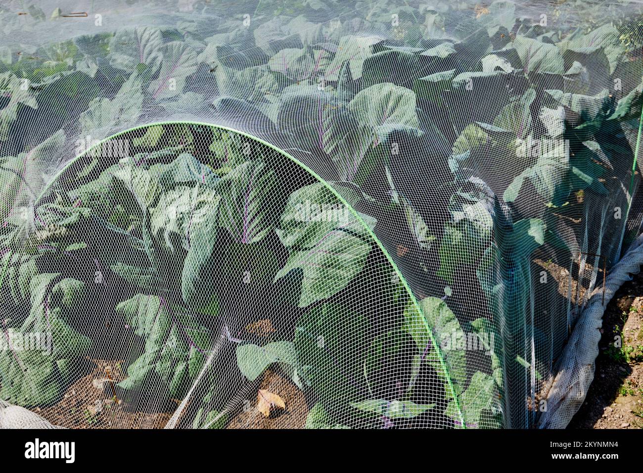 Butterfly netting on hoops over cabbages in a vegetable garden Stock ...