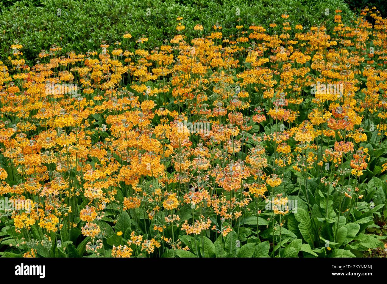 Orange flowers of candelabra primula Primula bulleyana Stock Photo - Alamy