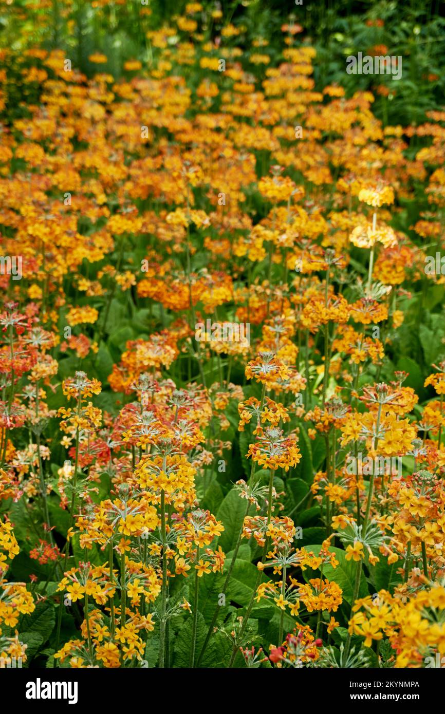 Orange flowers of candelabra primula Primula bulleyana Stock Photo - Alamy