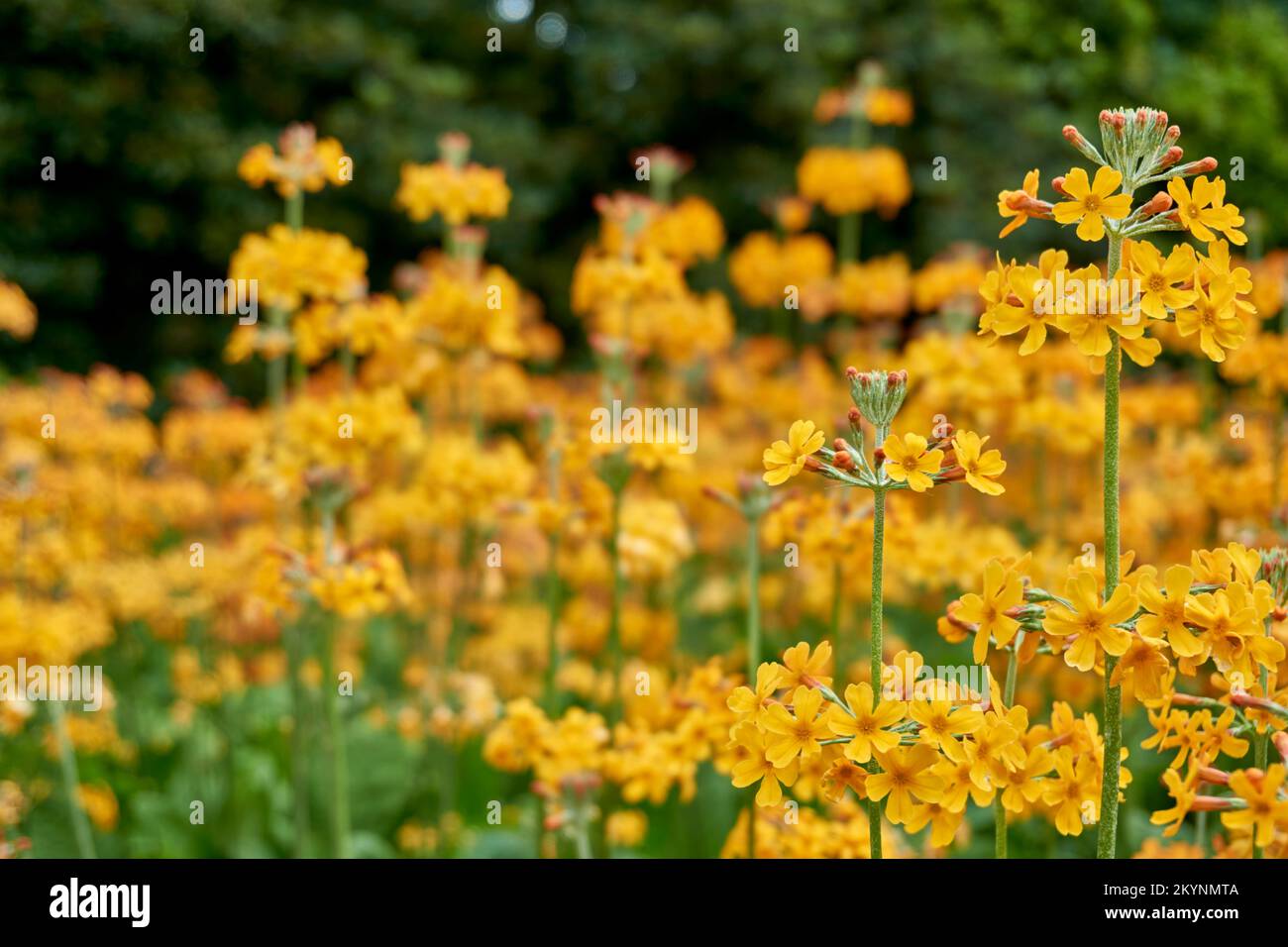 Orange flowers of candelabra primula Primula bulleyana Stock Photo - Alamy