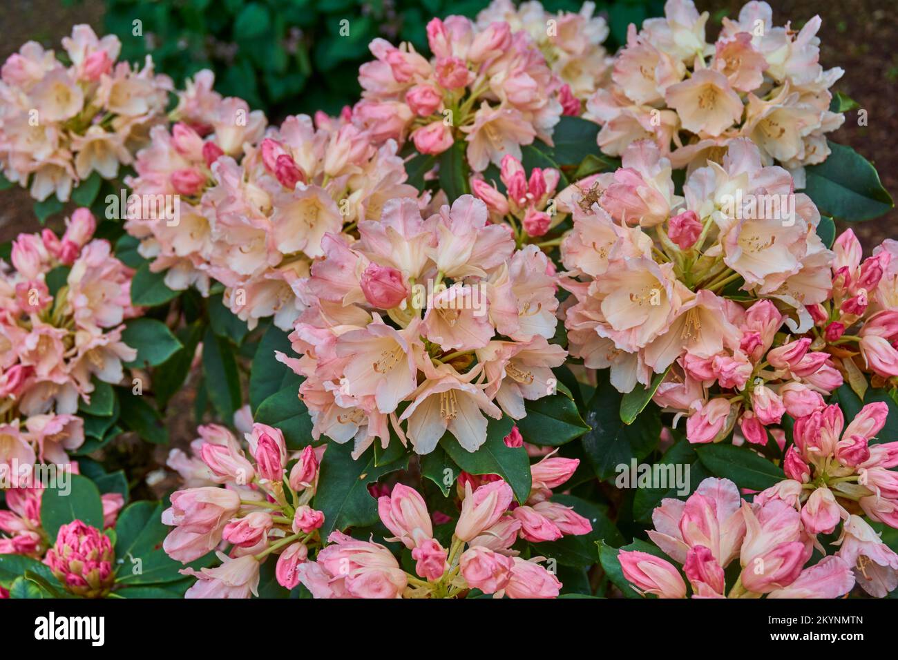Flowers of Rhododendron Nancy Evans Stock Photo - Alamy