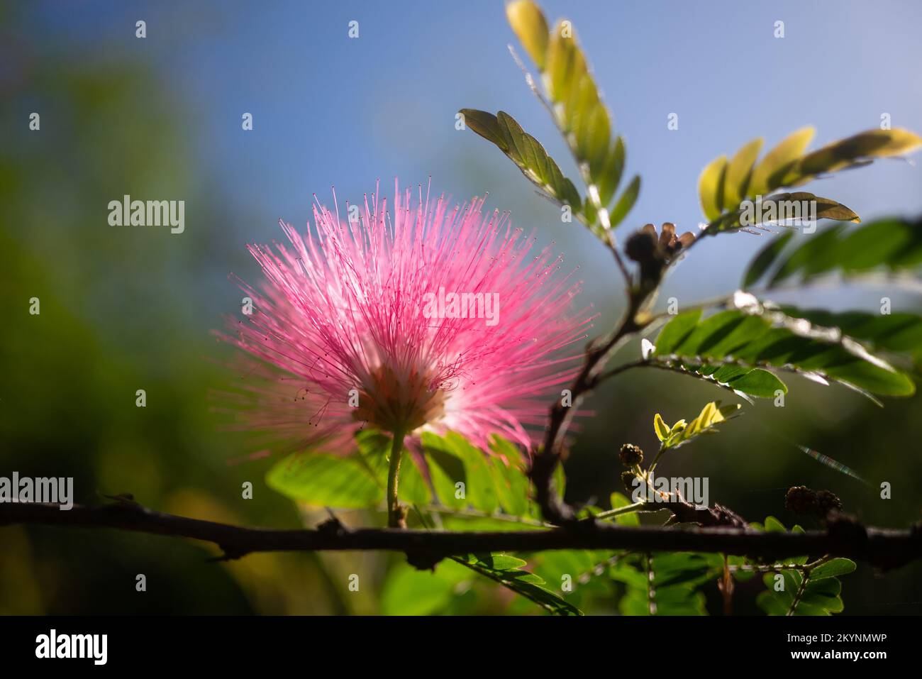 Fluffy pink flower of pink powder puff backlit on blue sky background ...