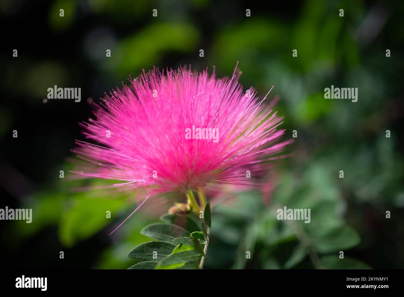Fluffy pink flower of pink powder puff on a sunny day. Closeup Stock ...