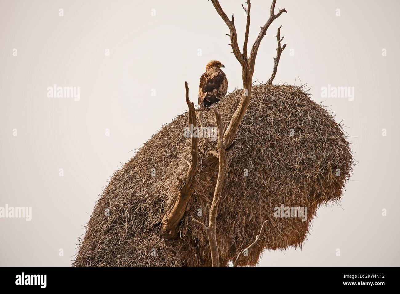 Sociable weaver nest hi-res stock photography and images - Alamy