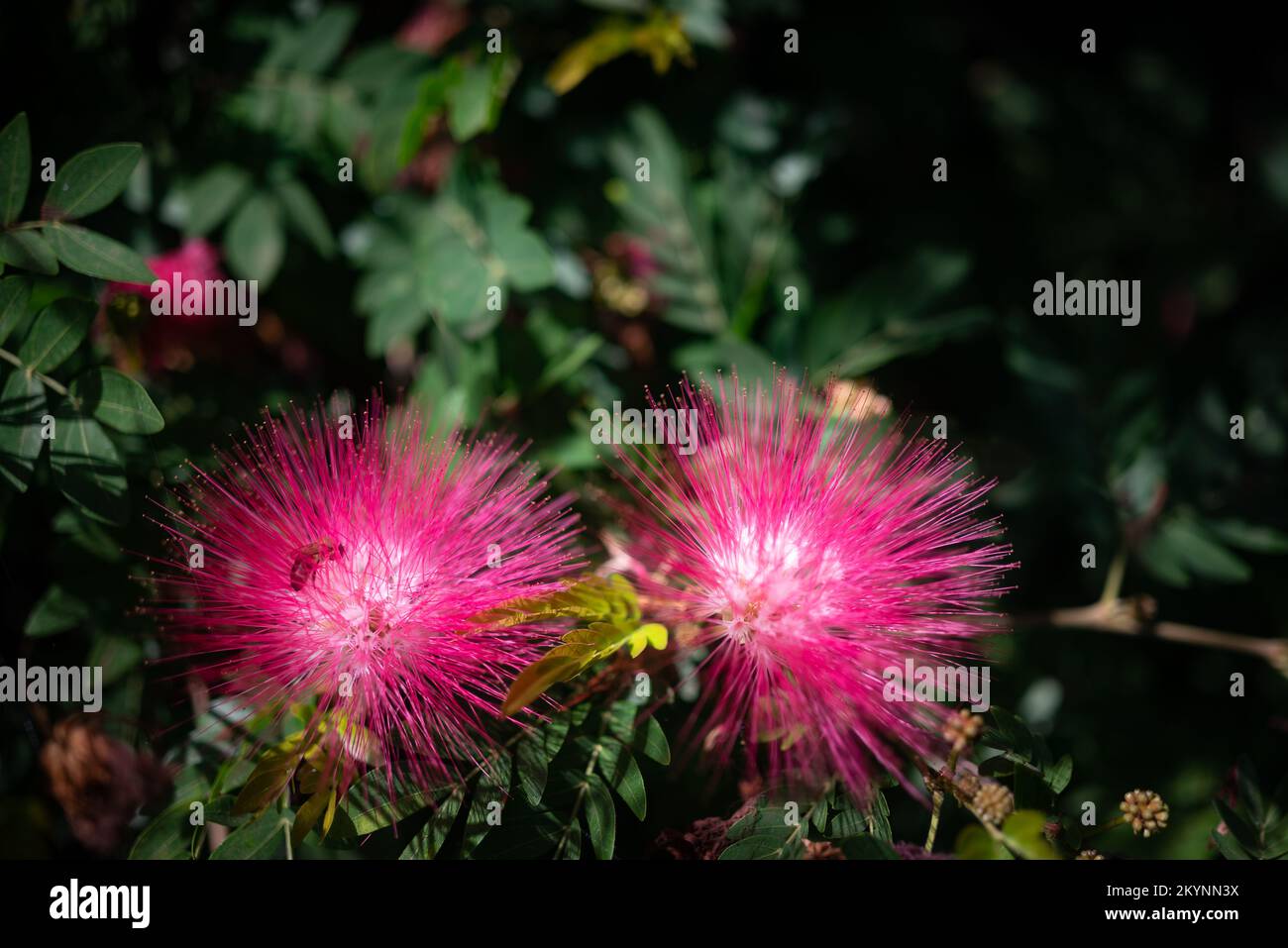 Fluffy pink flowers of pink powder puff pollinated by bee. Closeup ...