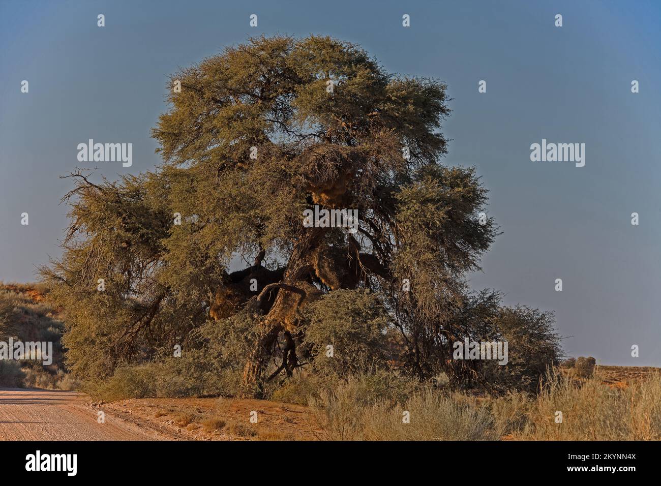 Roadside Camelthorn Tree 4859 Stock Photo - Alamy