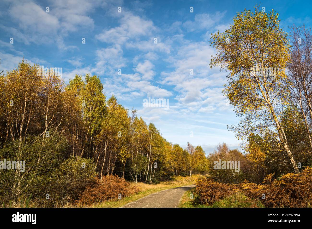 Borgie millenium forest and river walk hi-res stock photography and ...