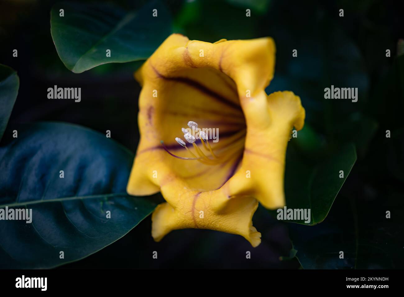 Big yellow flower of Chalice cup vine or cup of gold. Exotic tropical ...
