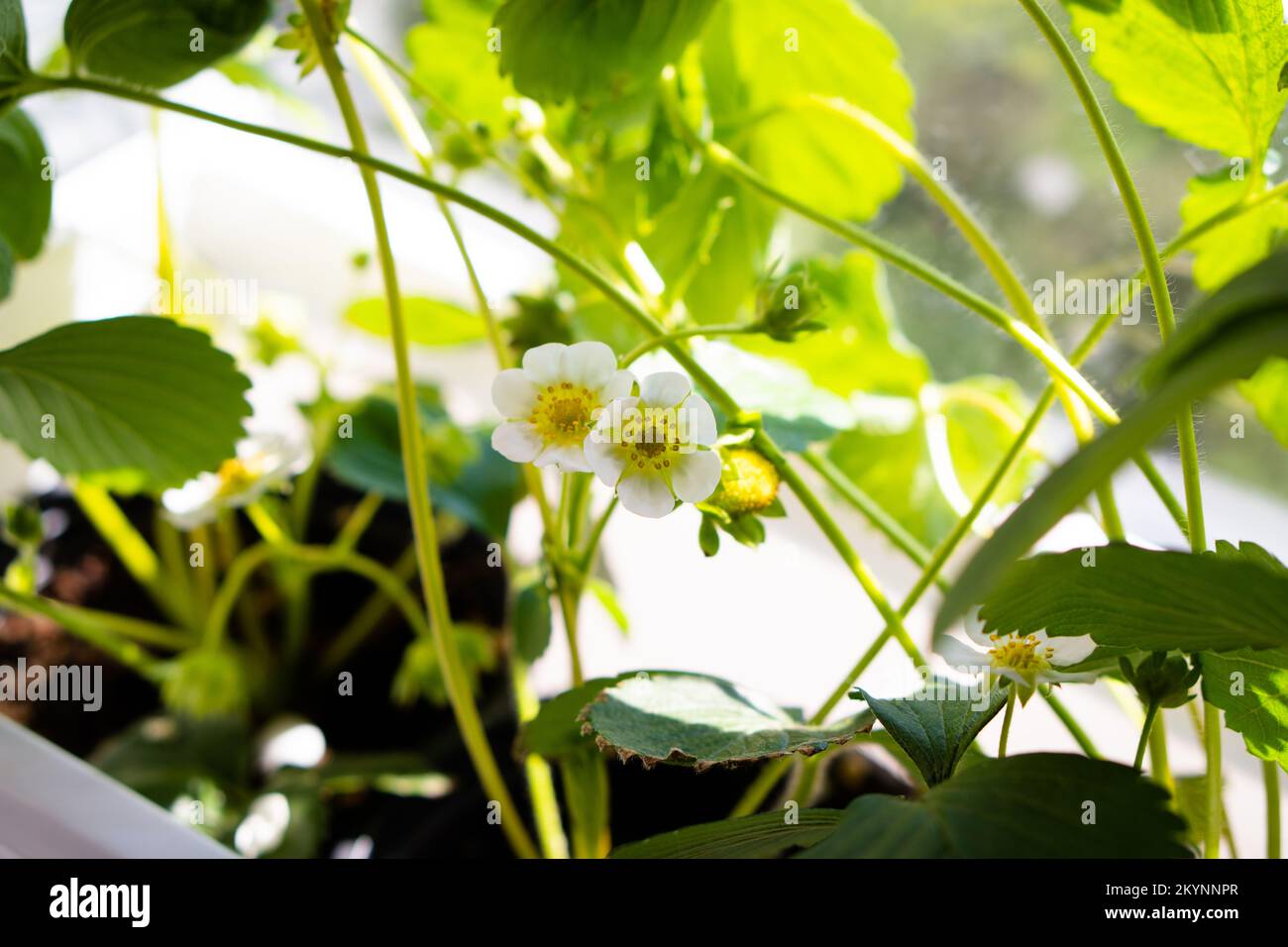 Home potted strawberry flowers and leaves close-up Stock Photo - Alamy