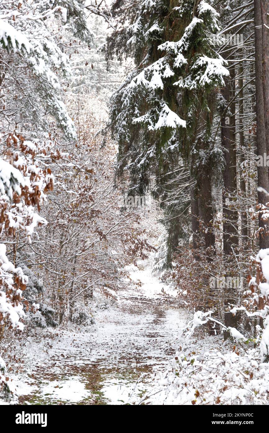 A dirt road running through a snow covered forest Stock Photo - Alamy