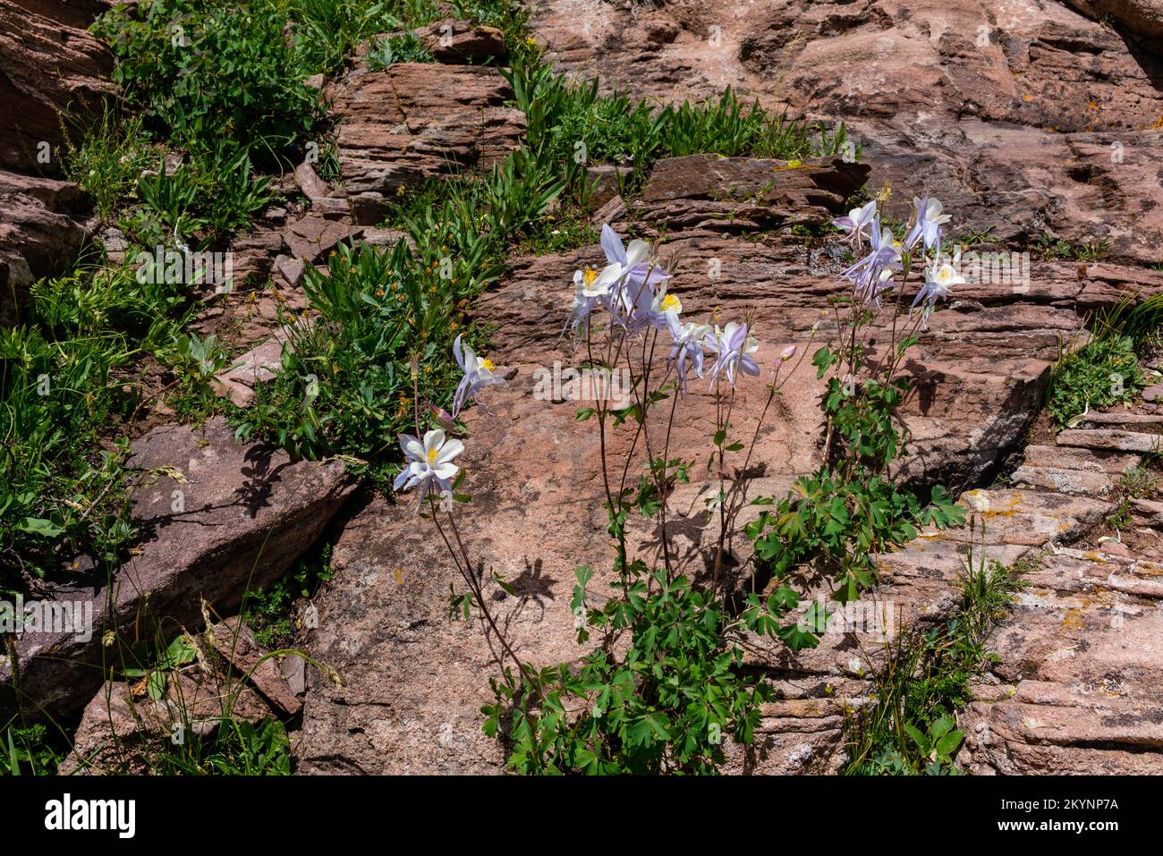 A photograph of a Colorado blue columbine (Aquilegia coerulea), the ...