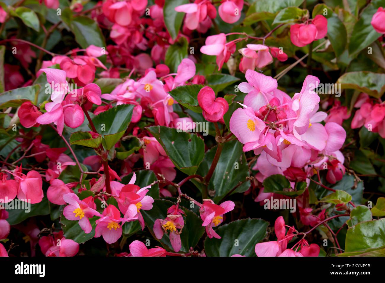 Begonia , Pink begonia Stock Photo - Alamy