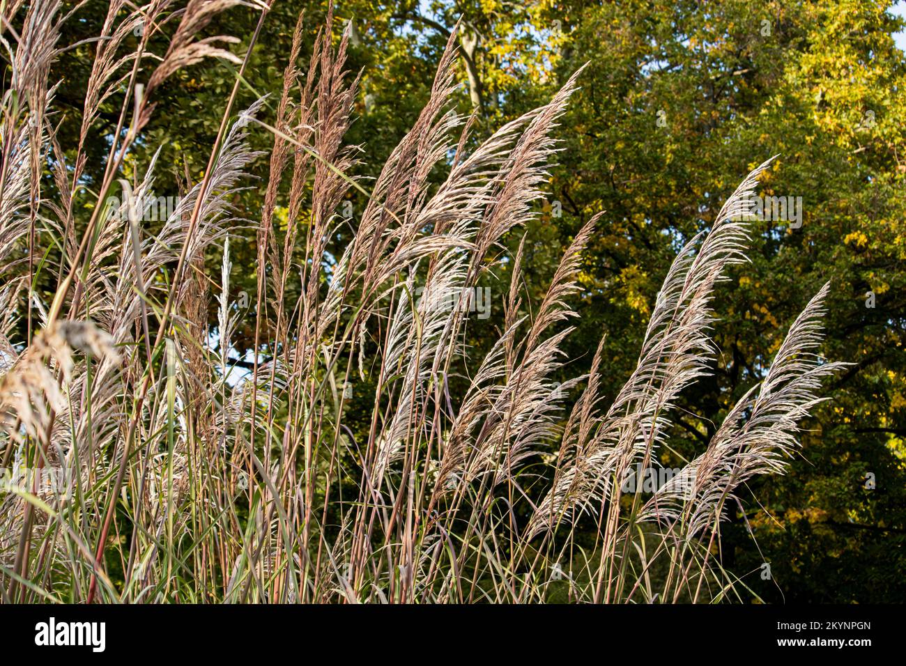 Phragmites australis ,Reed Stock Photo - Alamy