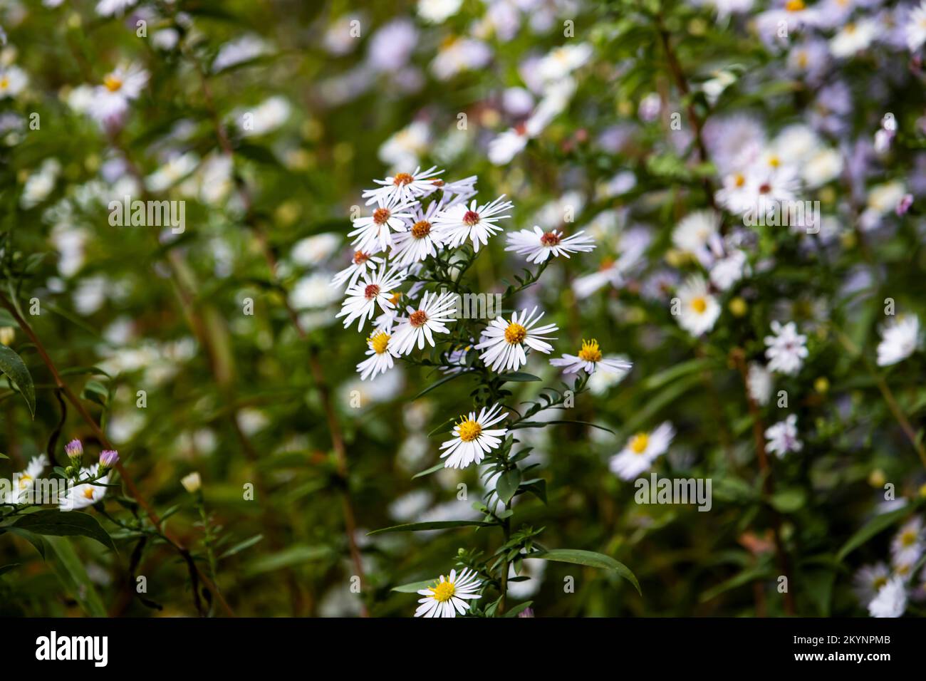Aster, Autumn rose ,White aster Stock Photo - Alamy
