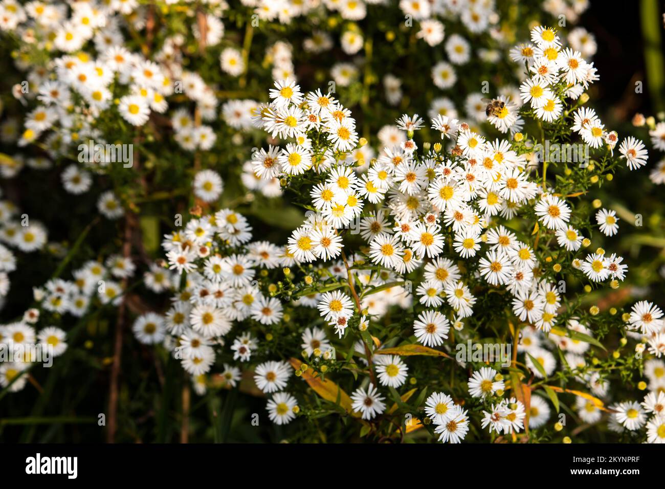 Aster, Autumn rose ,White aster Stock Photo - Alamy
