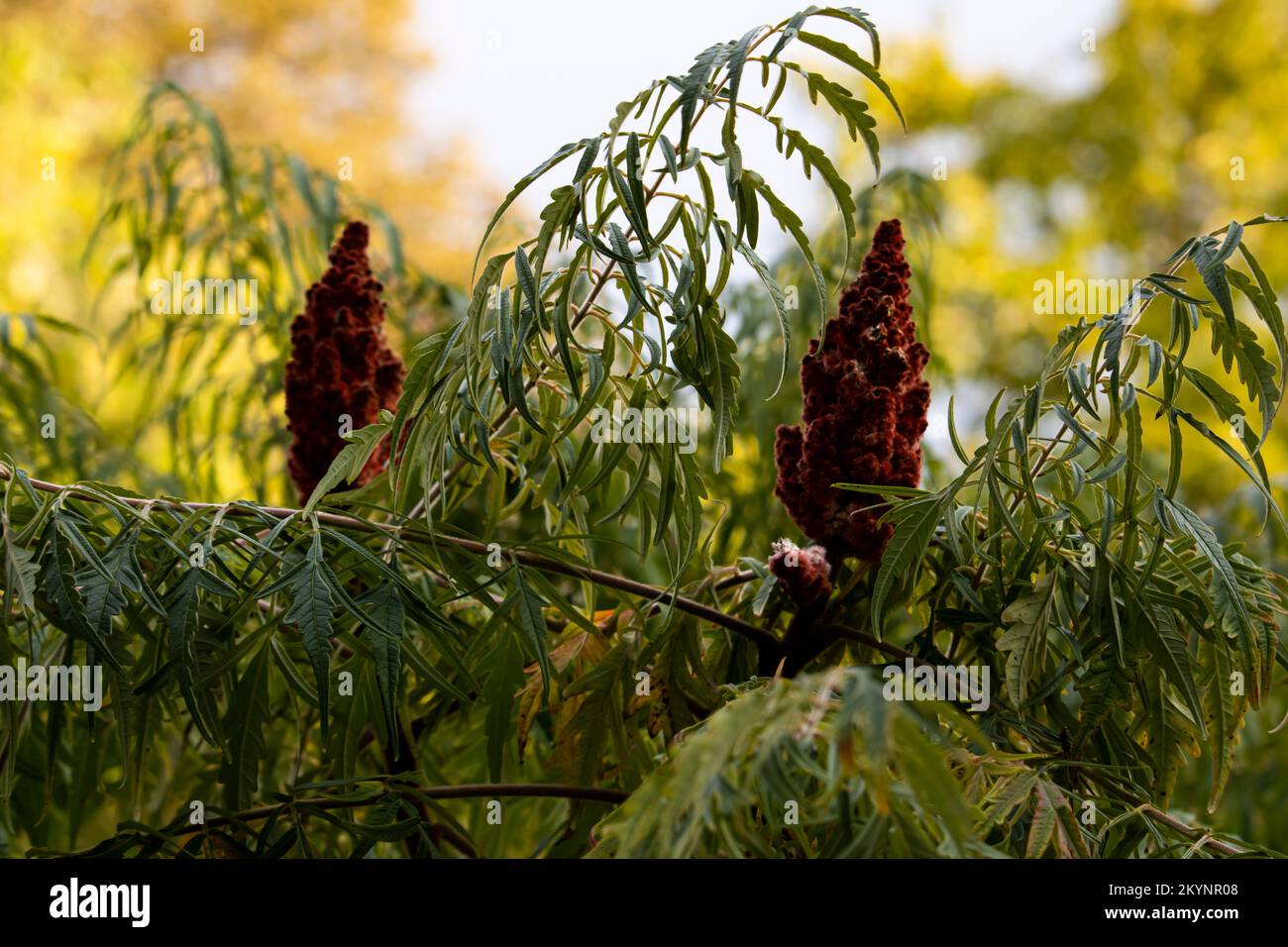 Rhus typhina ,Vinegar tree ,Basionym Stock Photo - Alamy