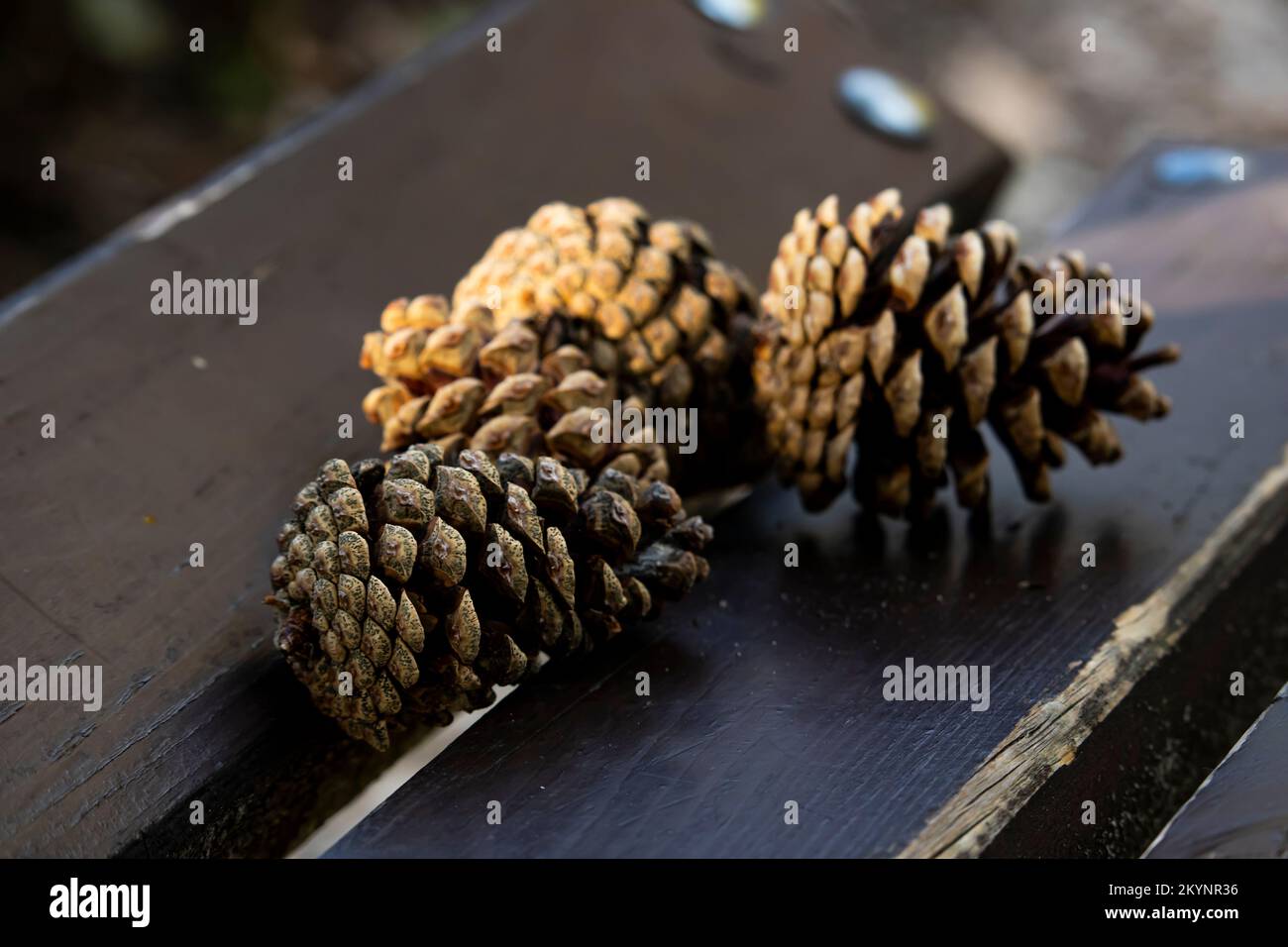 Cones on the bench ,Conus Stock Photo - Alamy