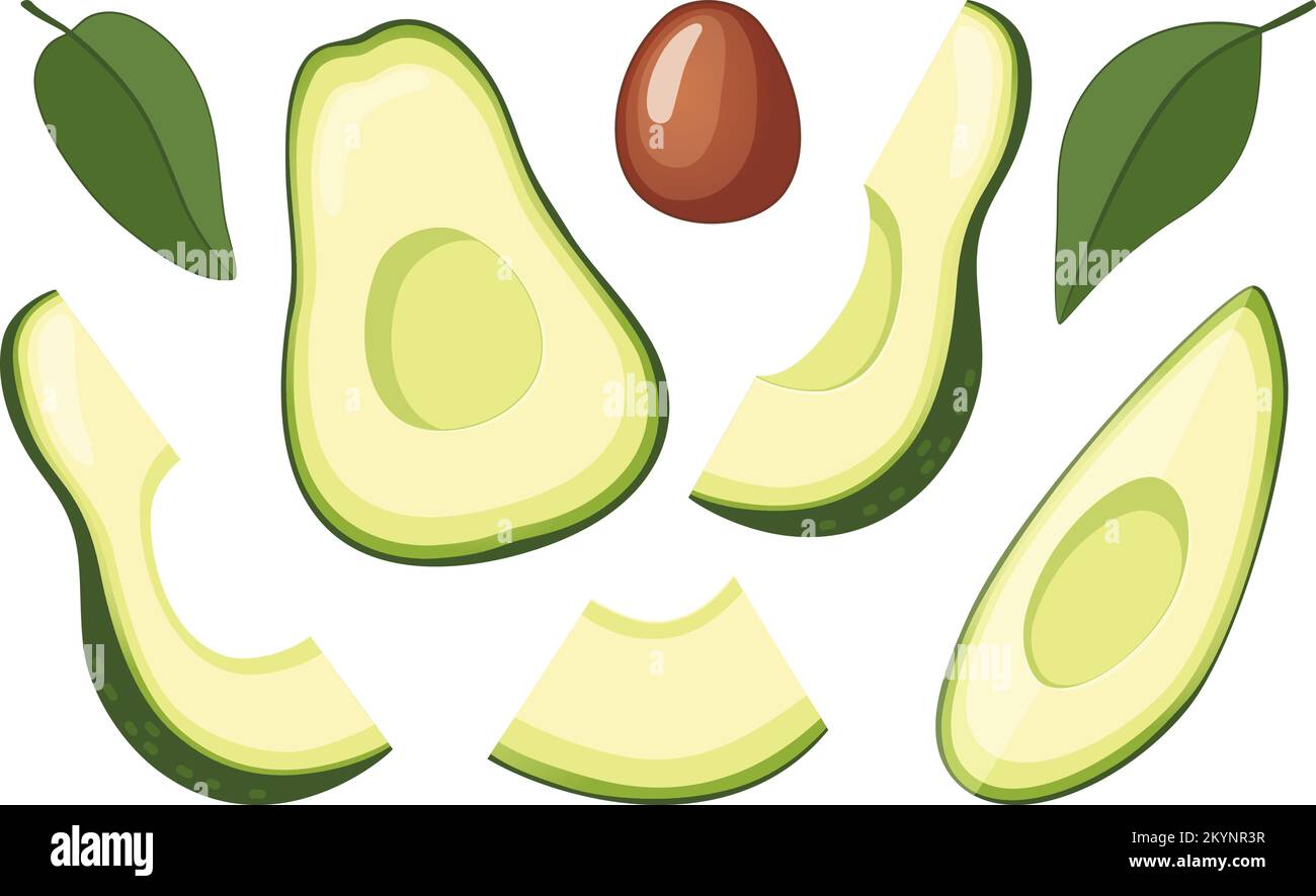 Set of different avocado slices with pit and leaves vector illustration ...