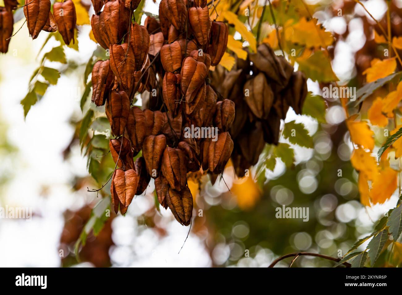 Koelreuteria paniculata ,Bug rattle tree Stock Photo - Alamy