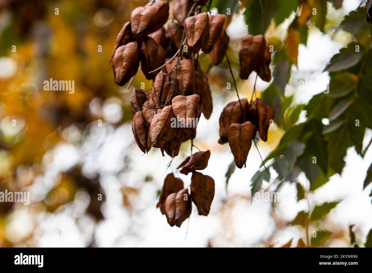 Koelreuteria paniculata ,Bug rattle tree Stock Photo - Alamy