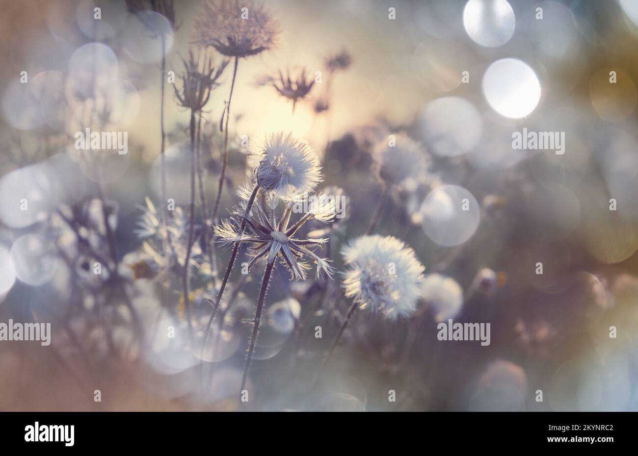 Beautiful wildflowers on a green meadow in summer season. Natural ...