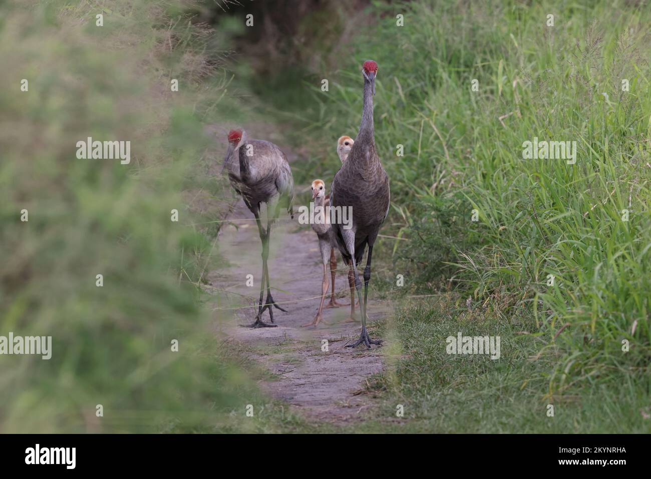 Sandhill Cranes with chicks looking for food, Circle B Bar Reserve ...