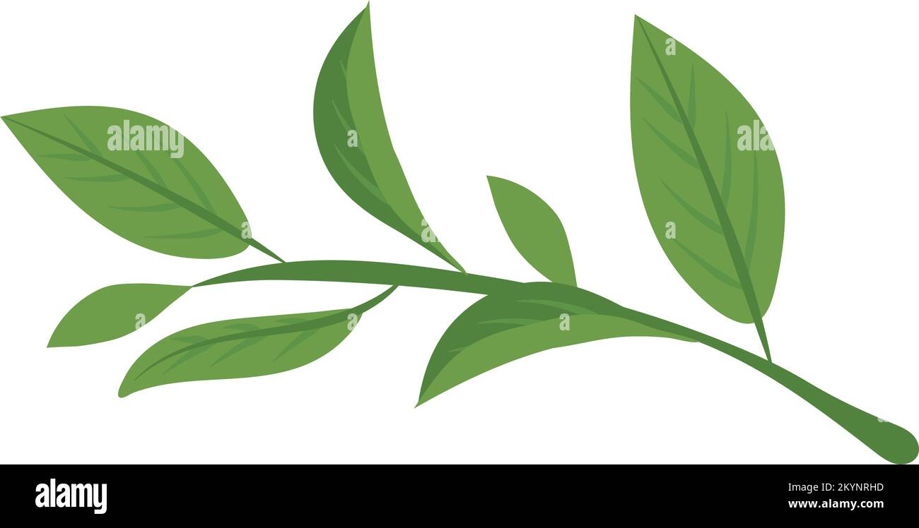 matcha branch leaves Stock Vector Image & Art - Alamy