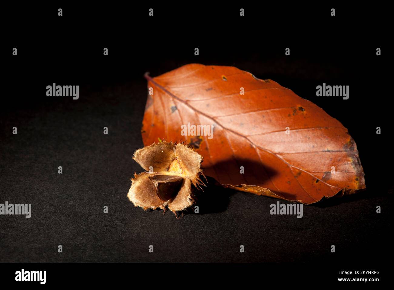 Studio shot with withered beech leaf and single beech nuts against a ...
