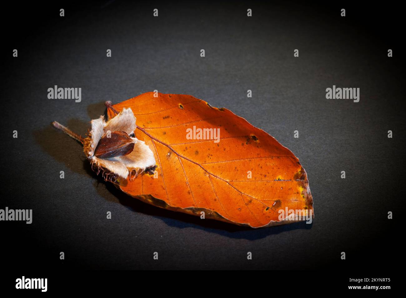 Studio shot with withered beech leaf and single beech nuts against a ...
