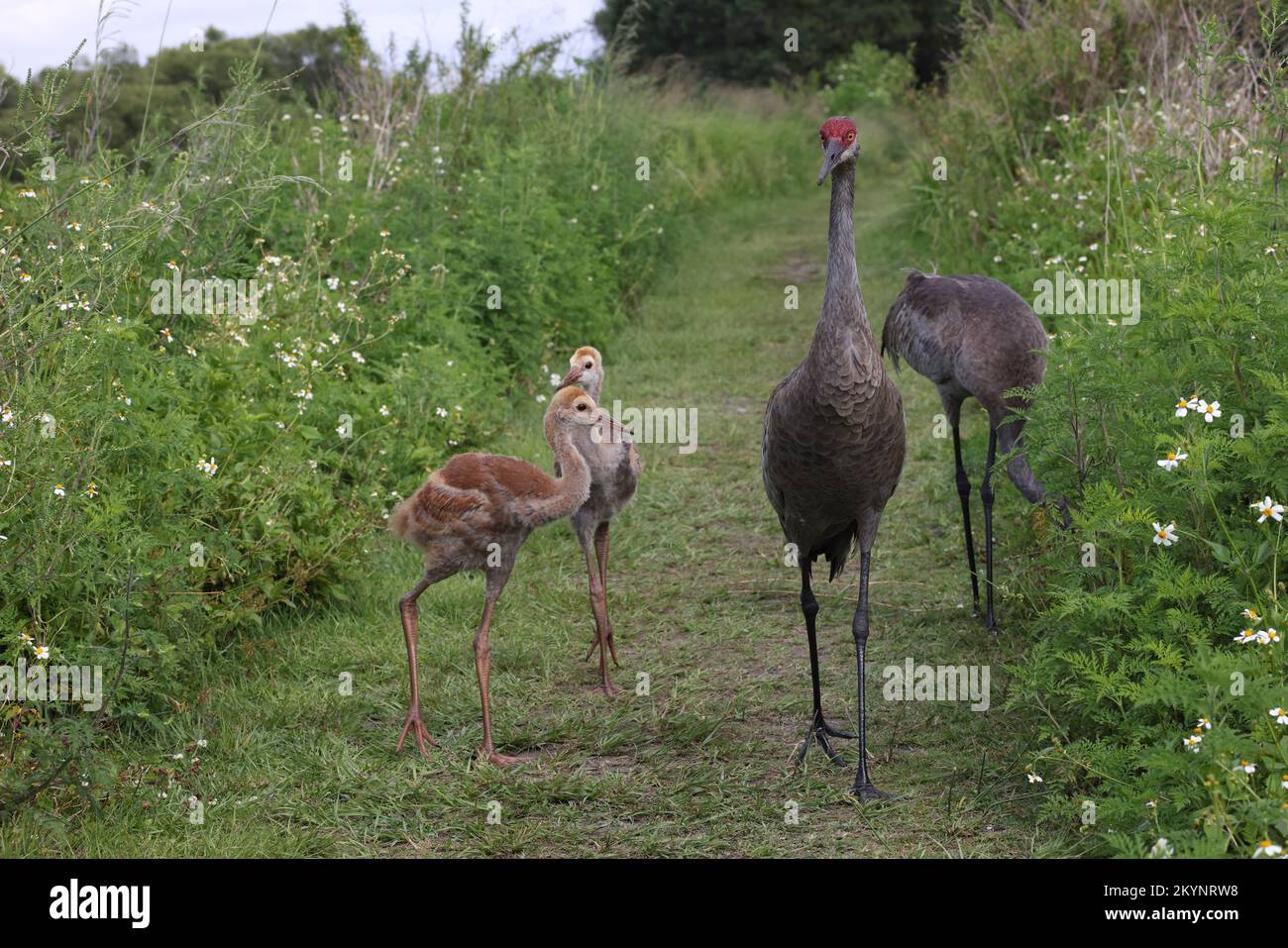 Sandhill Cranes with chicks looking for food, Circle B Bar Reserve ...