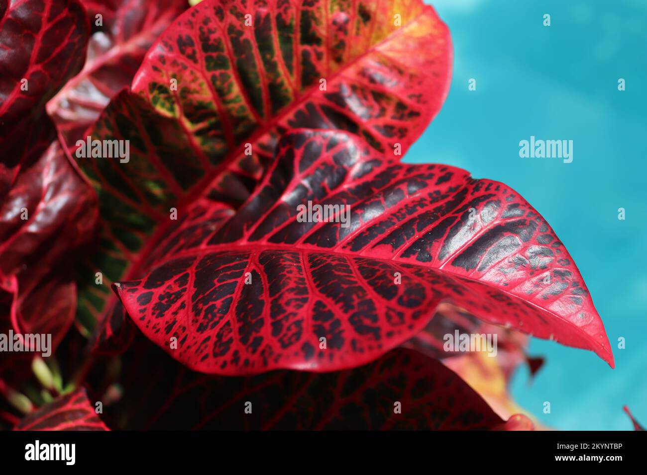 Fire Croton close up Stock Photo - Alamy