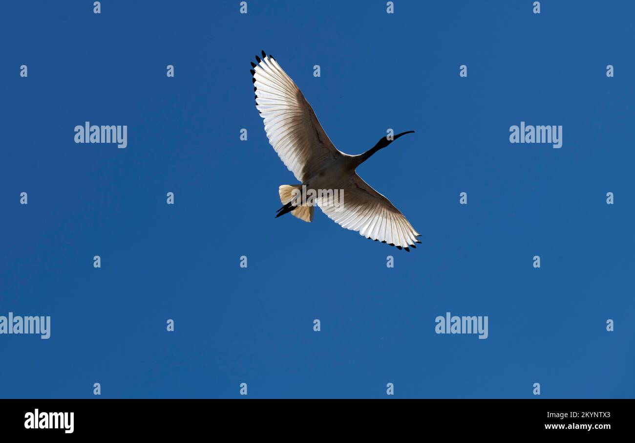 An Australian White Ibis (Threskiornis molucca) in flight in Sydney ...
