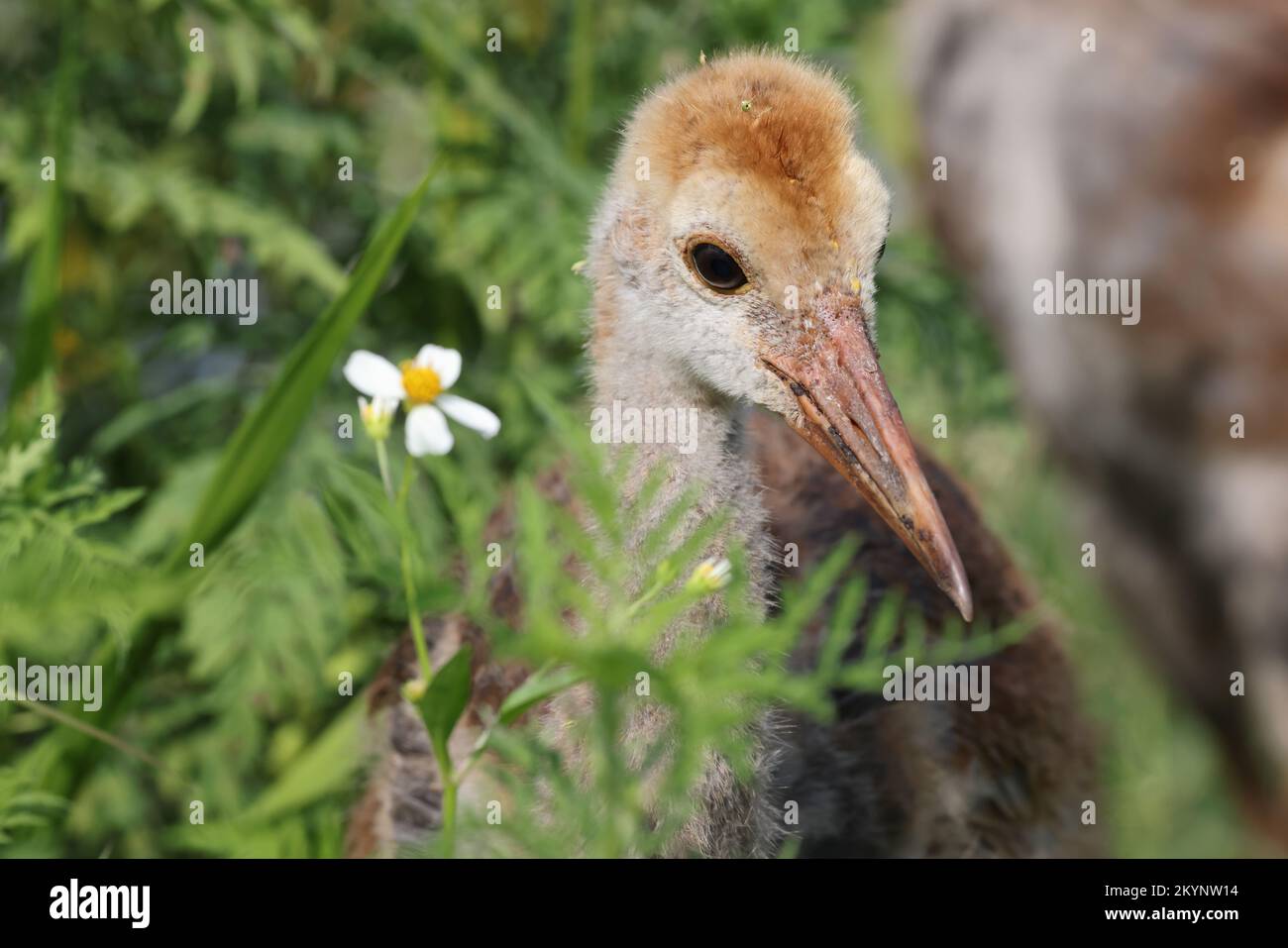 Sandhill crane, Circle B Bar Reserve, Florida, USA Stock Photo - Alamy