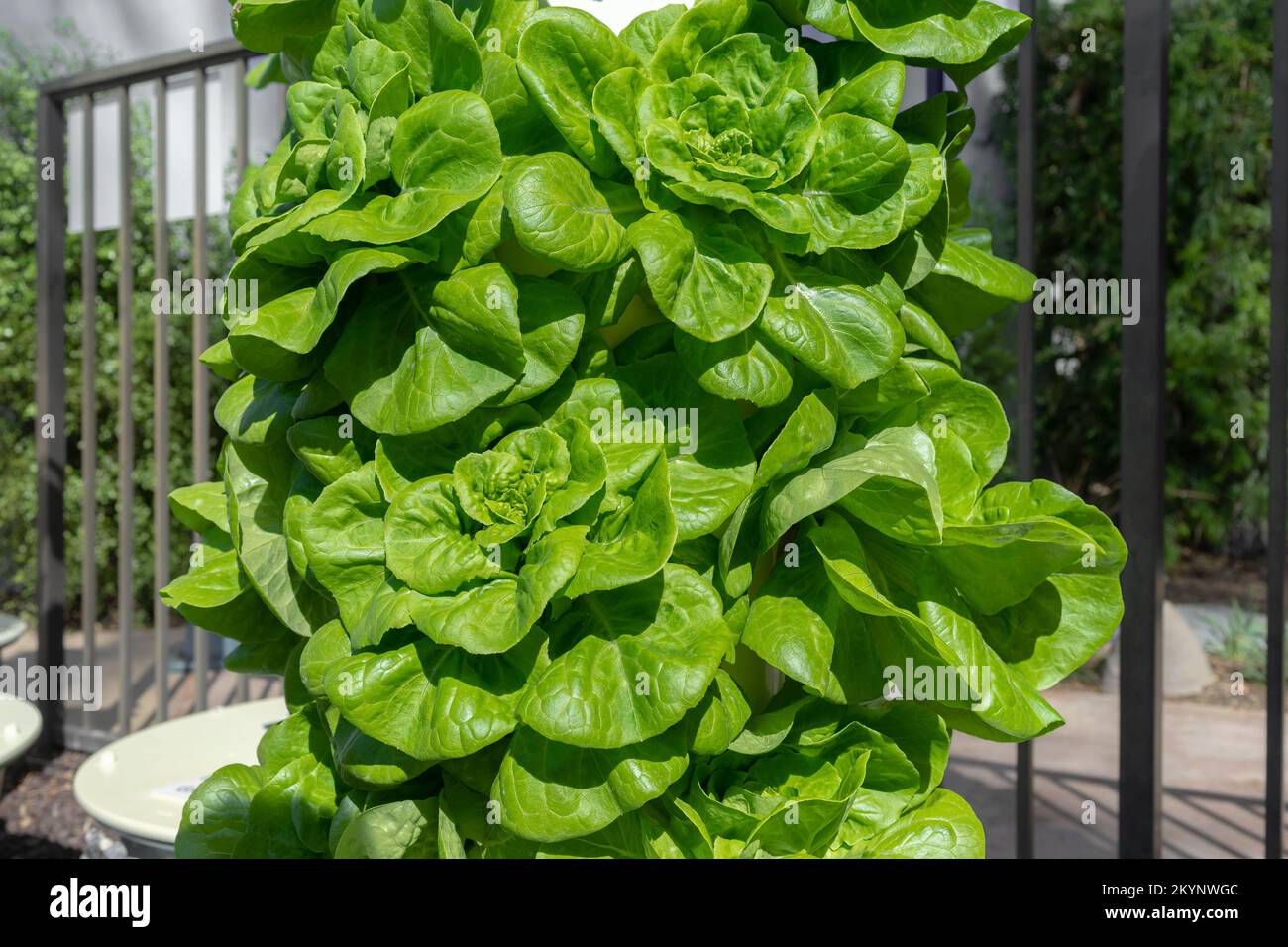 Green lettuce growing on a vertical hydroponic tower system Stock Photo ...