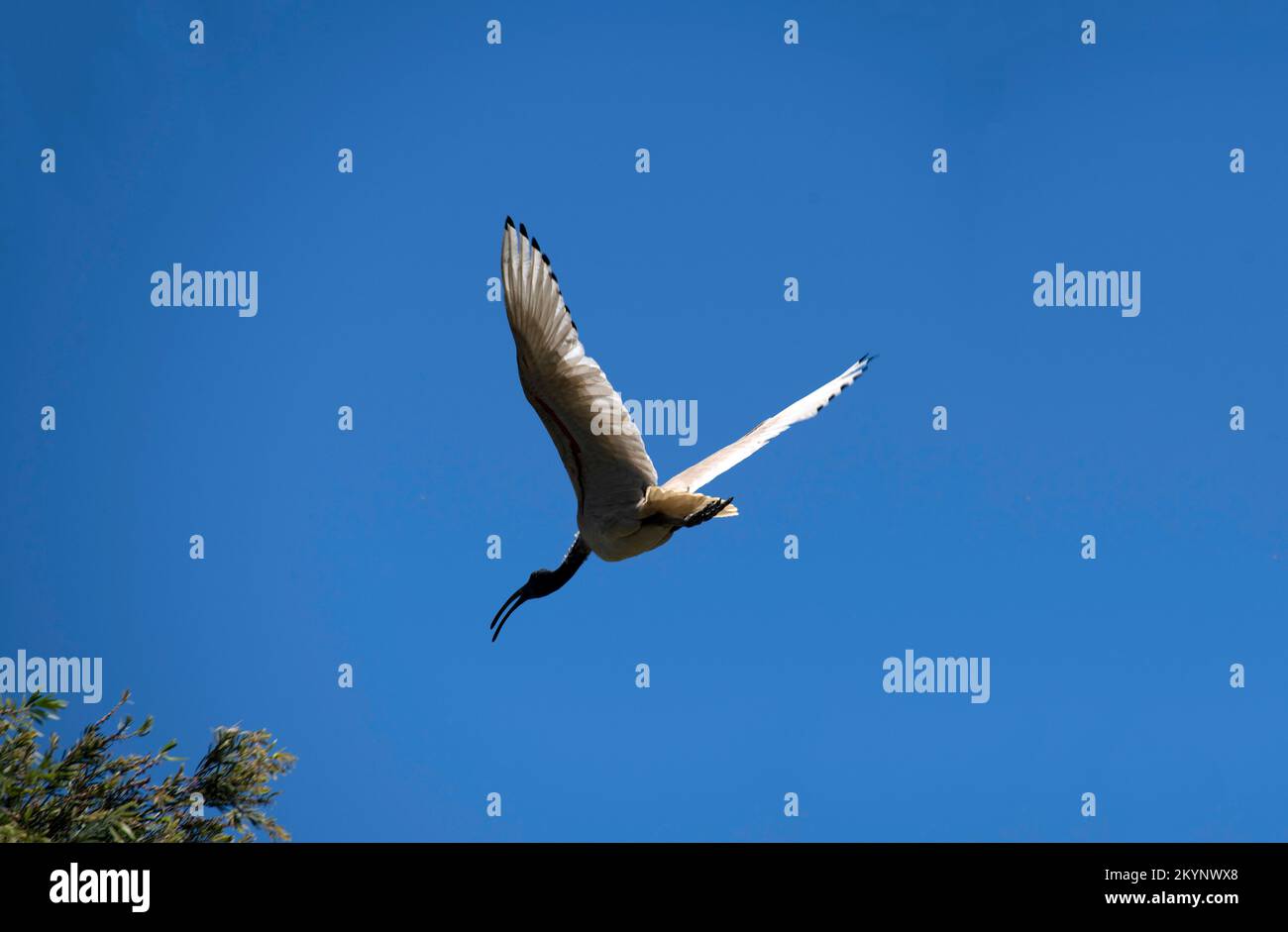 An Australian White Ibis (Threskiornis molucca) in flight in Sydney ...