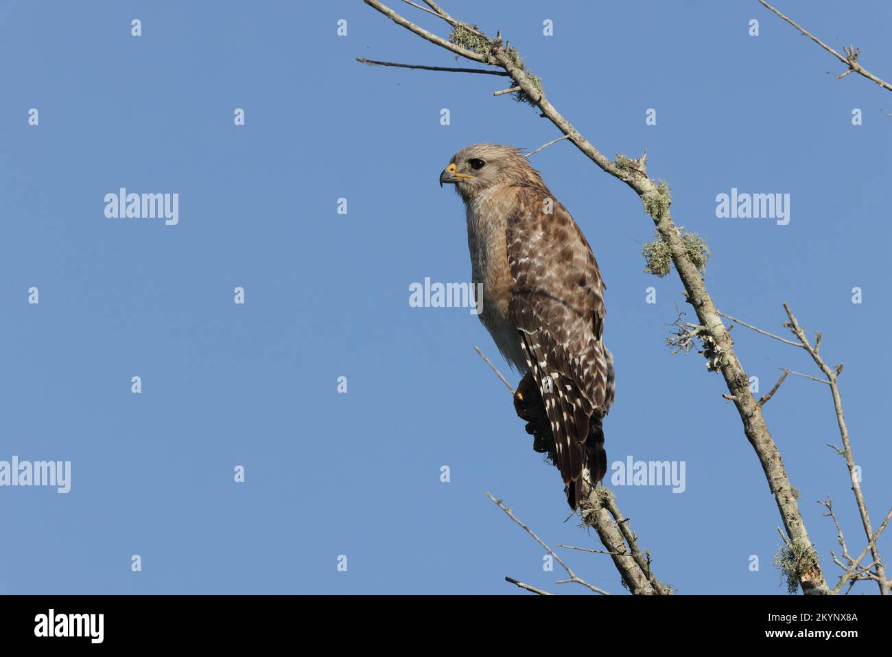 Red Shouldered Hawk In Florida Circle B Bar Reserve Stock Photo - Alamy
